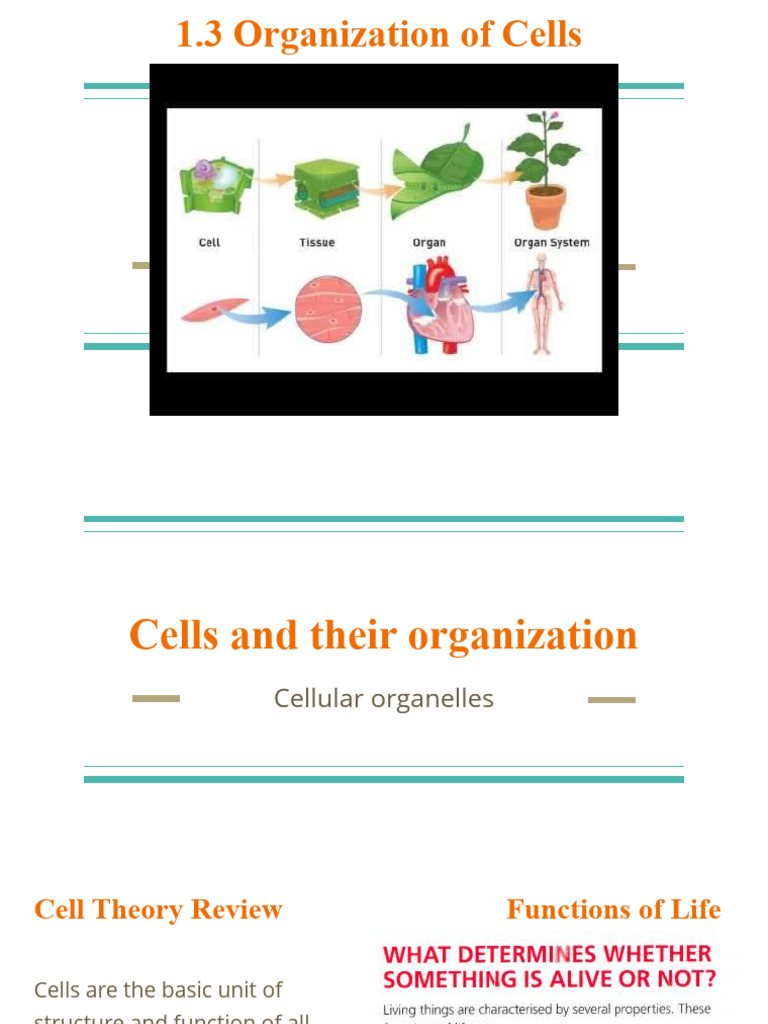 Organization of Cells | PDF | Cell (Biology) | Organelle