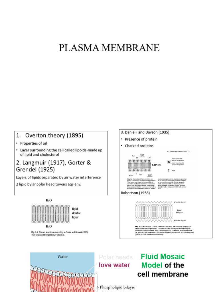 Cell Membrane | PDF