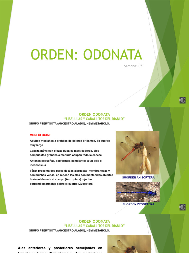 Orden Odonata: Libélulas y Caballitos | PDF | Libélula | Taxonomía de ...