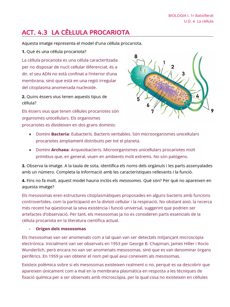 Ana Tara Amela_ACT 4.3 LA CÈL·LULA PROCARIOTA | PDF