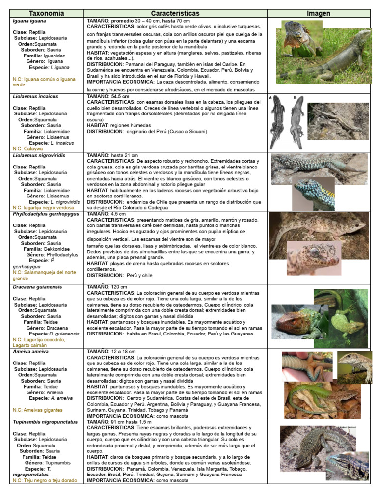 REPTILES - Taxonomia Y Caracteristicas | PDF | Reptil | Lepidosaurios