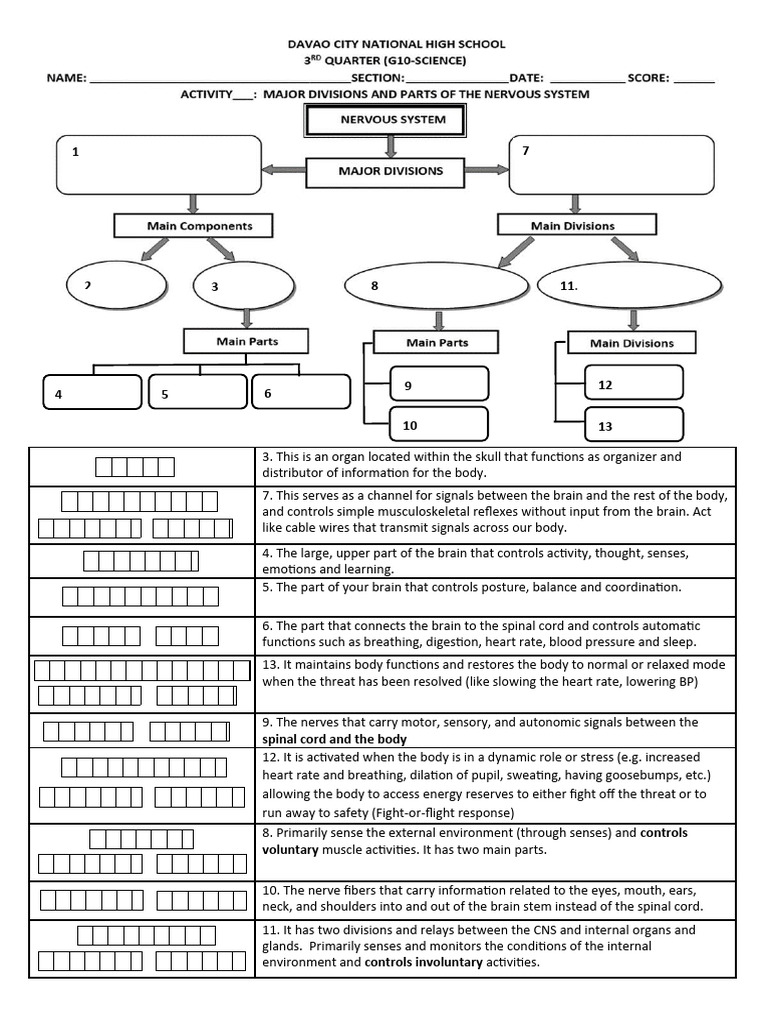 Nervous System and Feedback Loops | PDF | Brain | Homeostasis
