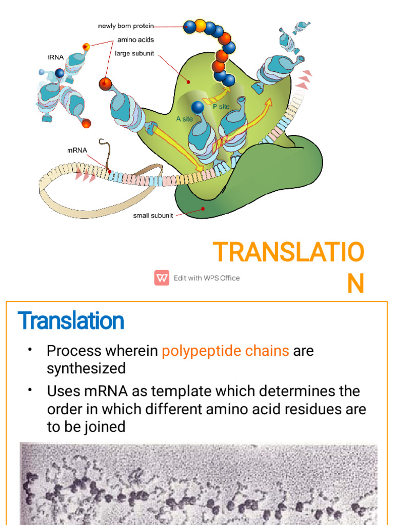 Translation | PDF | Translation (Biology) | Ribosome