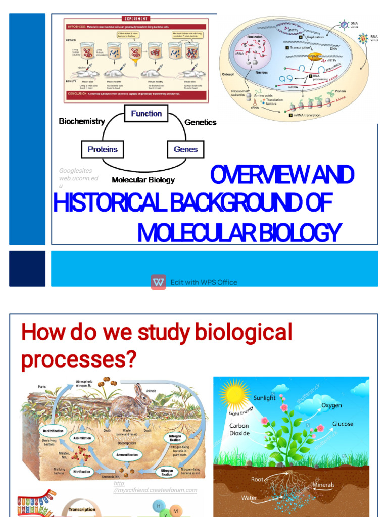 Intro To MolBio | PDF