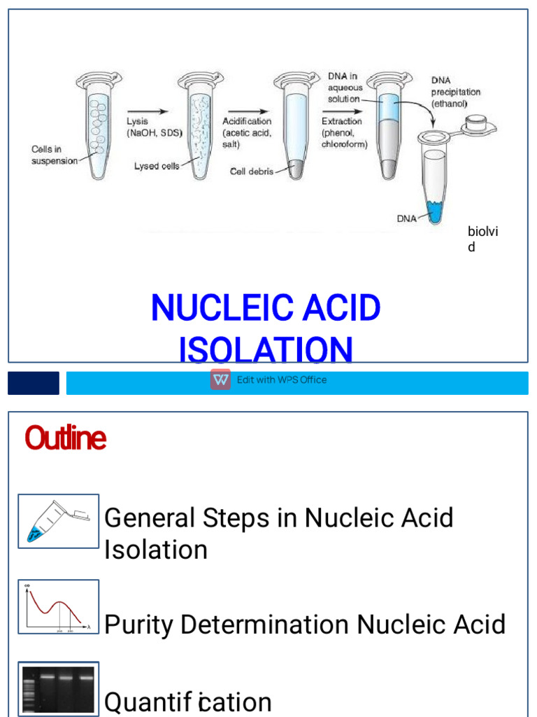 DNA Isolation | PDF | Denaturation (Biochemistry) | Chemistry
