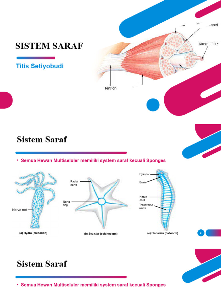 ANFISWAN SARAF Biologi | PDF