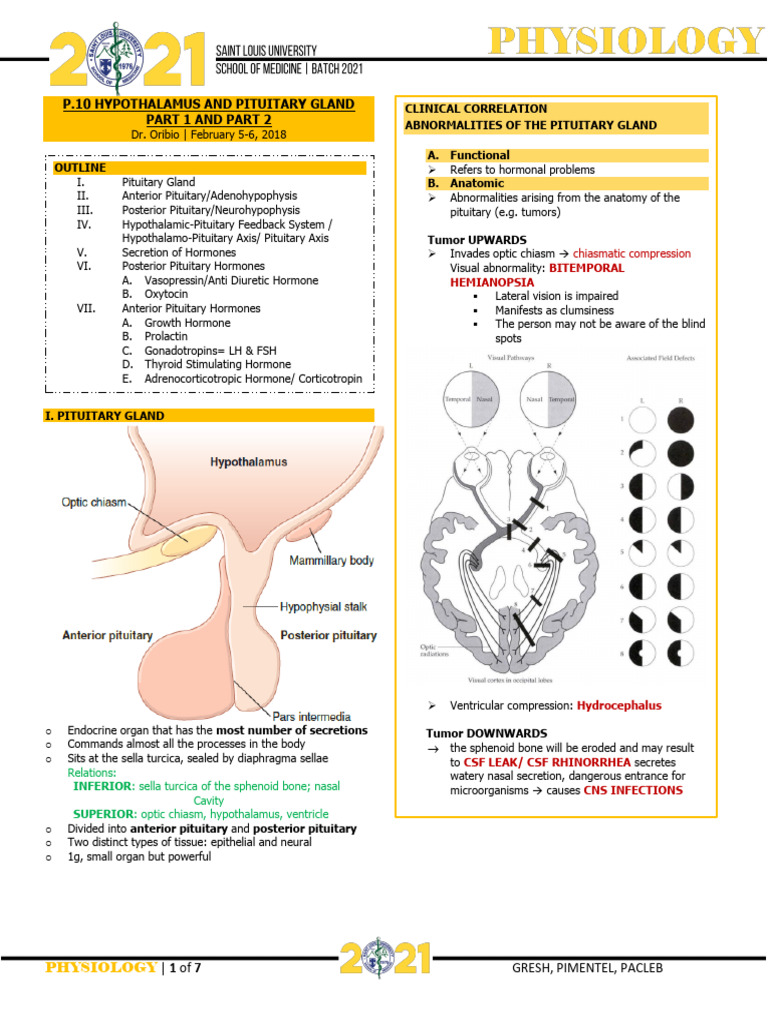 Pituitary Gland Physiology Overview | PDF | Luteinizing Hormone ...