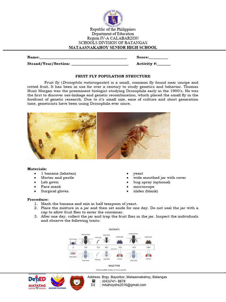 Gen Bio 2 Lab Activity-Fruit Fly | PDF | Drosophila Melanogaster ...