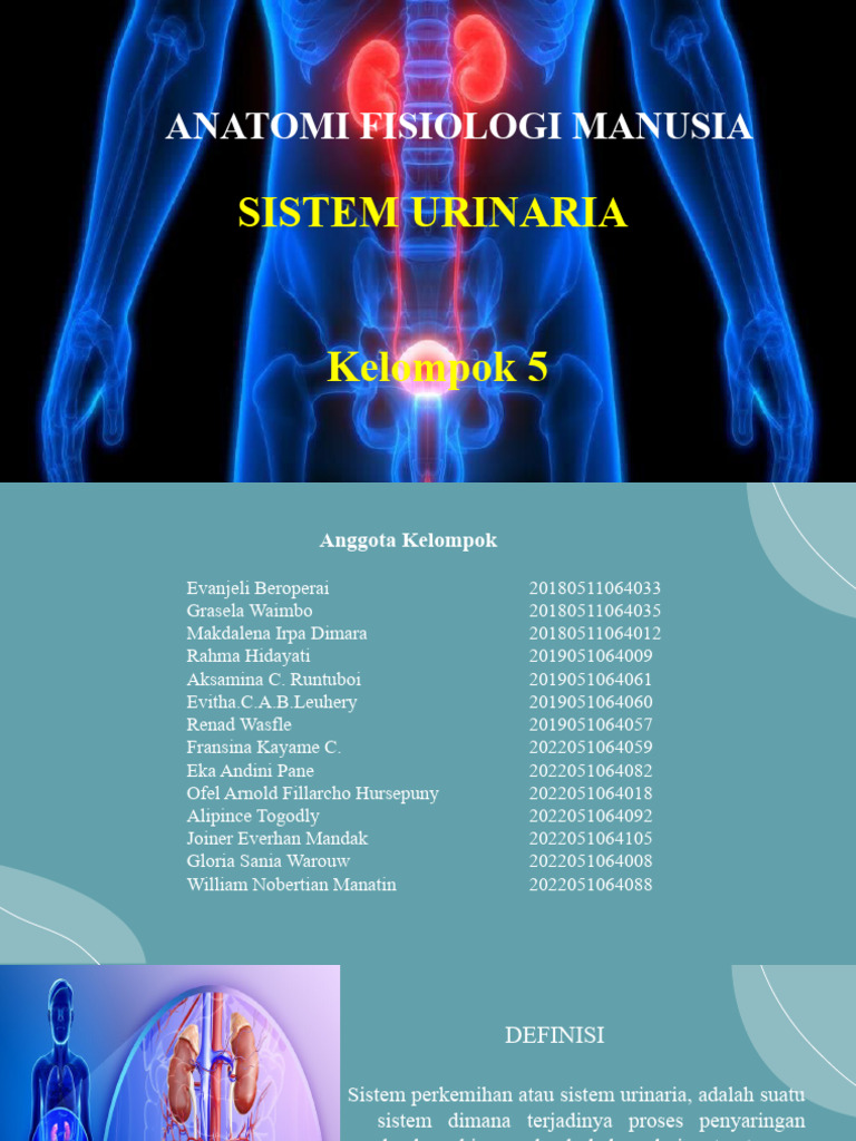 Sistem Urinaria: Fungsi dan Proses Pembentukan Urin | PDF | Ilmu Sosial ...