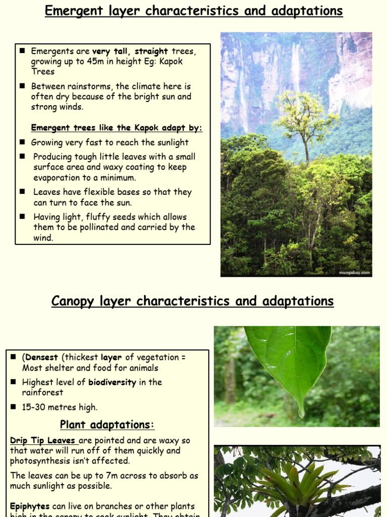 3.7 Rainforest Characterisics Information Sheets | PDF | Rainforest | Soil