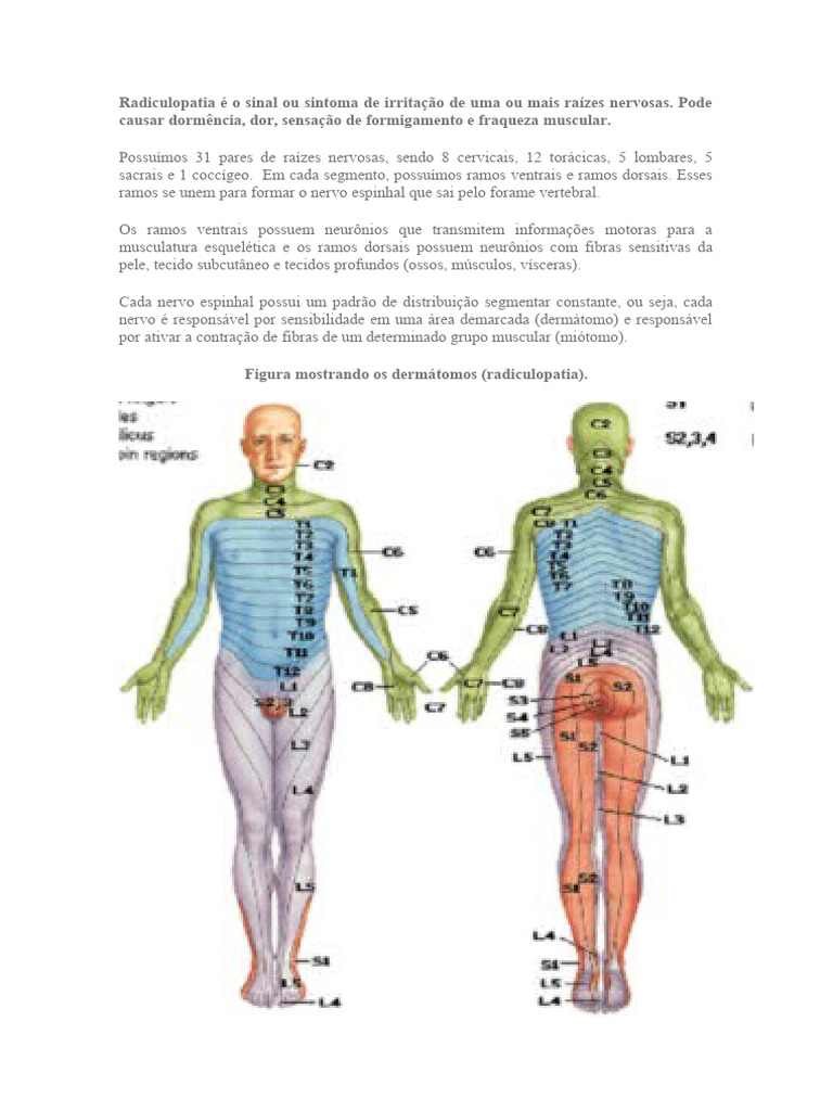 Dermatos Pdf Nervo Dor