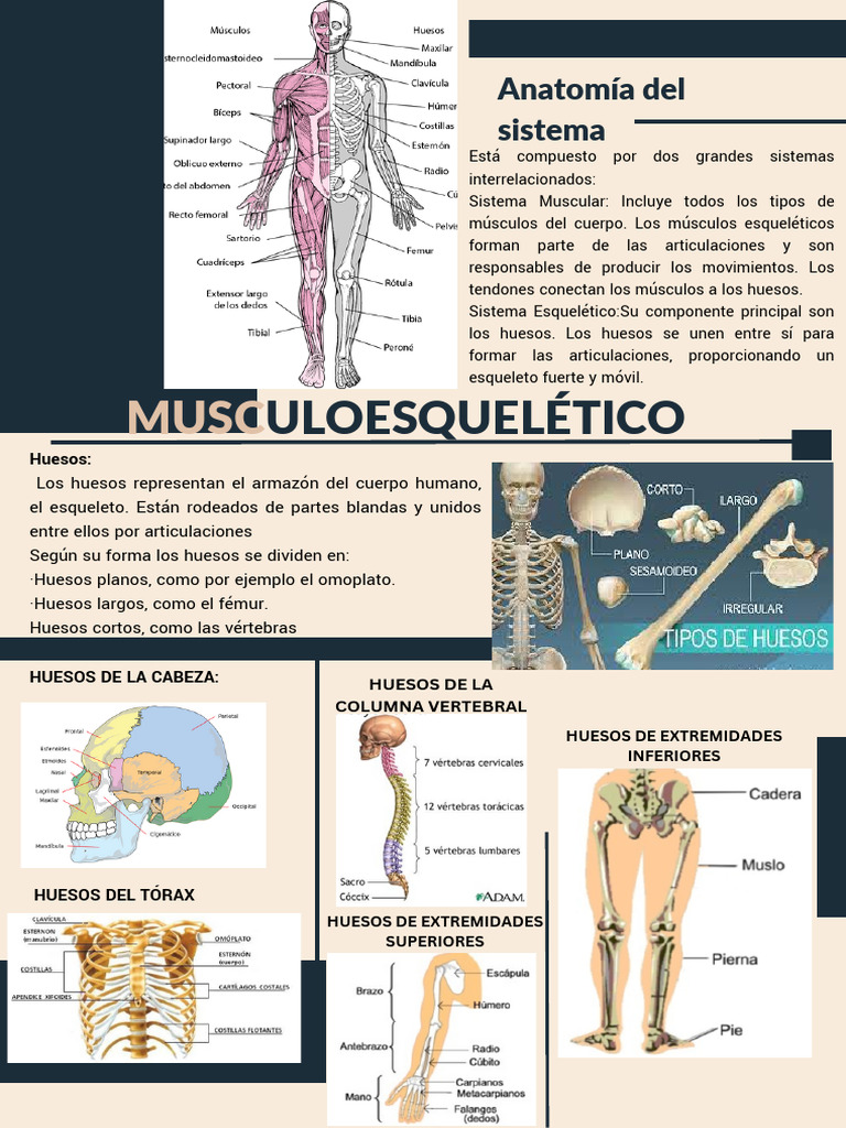 Anatomía Y Fisiología Descargar Gratis Pdf Músculo Esquelético