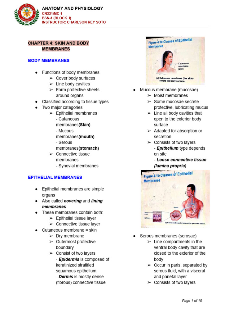 Anaphy Chapter4 | PDF | Skin | Epithelium