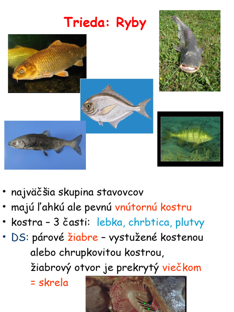 Ryby I.roč | PDF