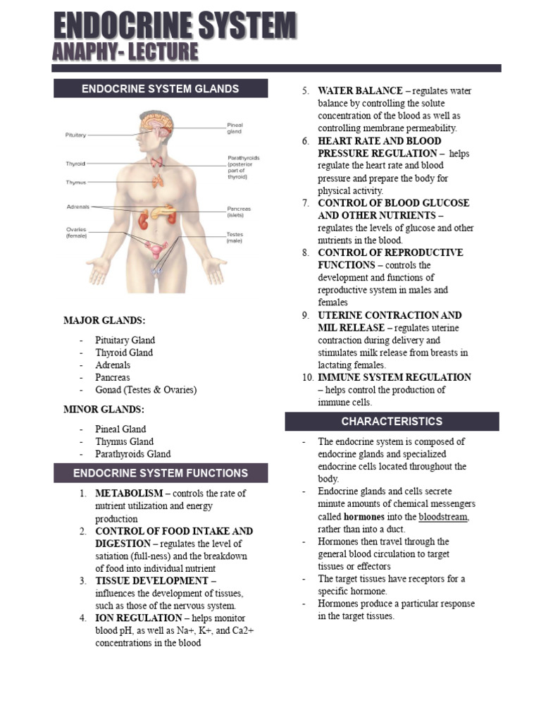 Endocrine System | PDF | Endocrine System | Hormone