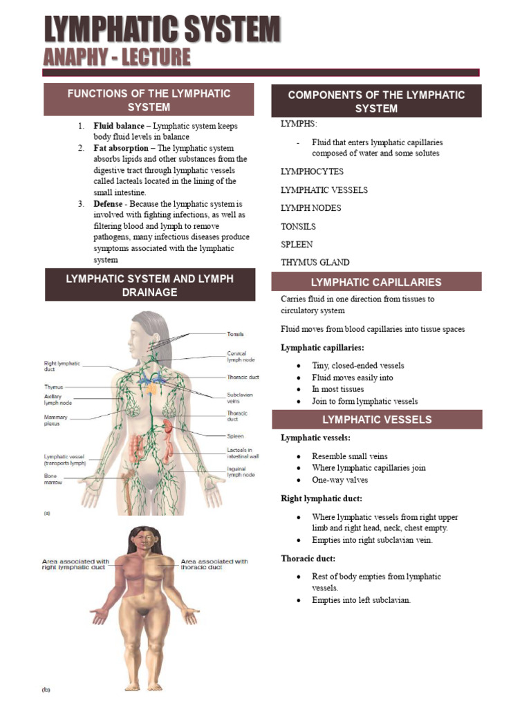 Lymphatic System | Download Free PDF | Lymphatic System | Immune System