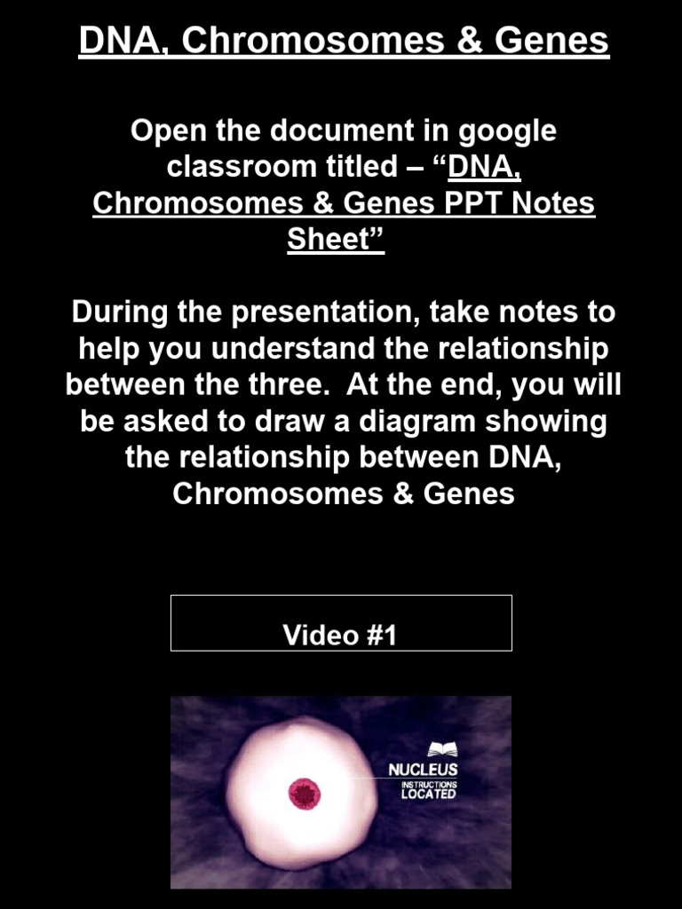 DNA Chromosomes and Genes PPT | PDF