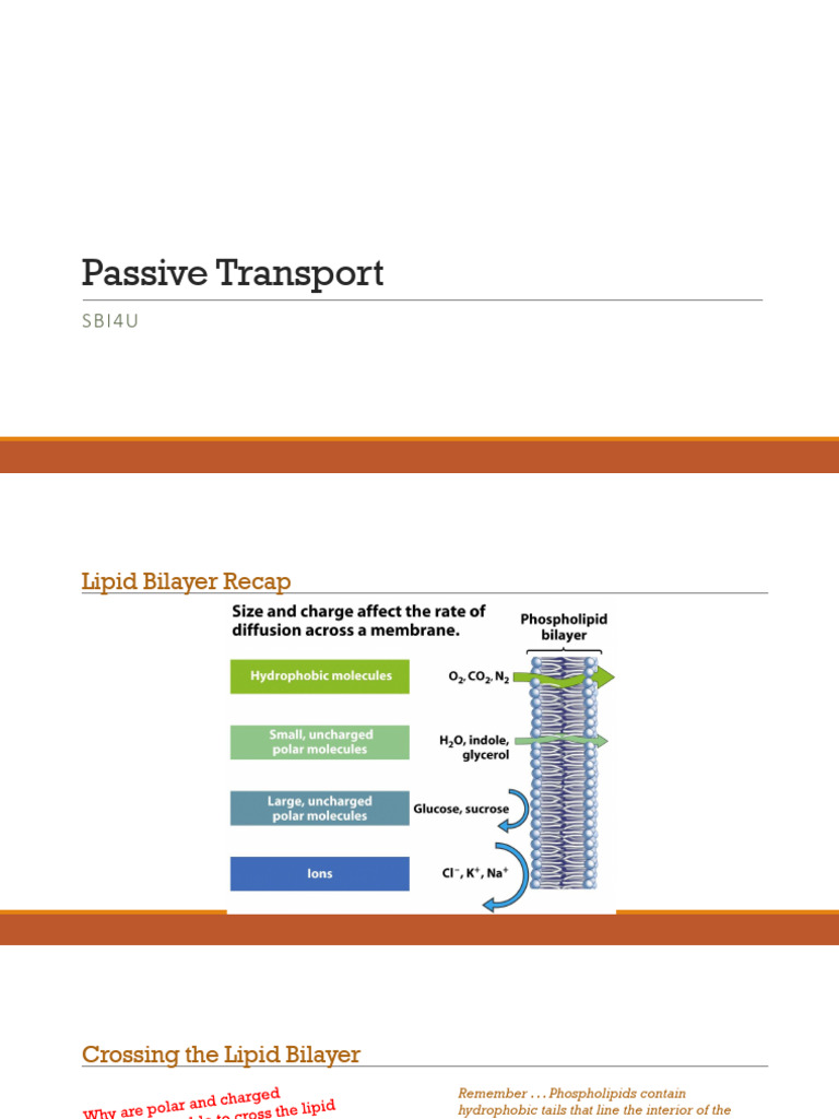 Understanding Lipid Bilayer Transport | PDF | Osmosis | Lipid Bilayer