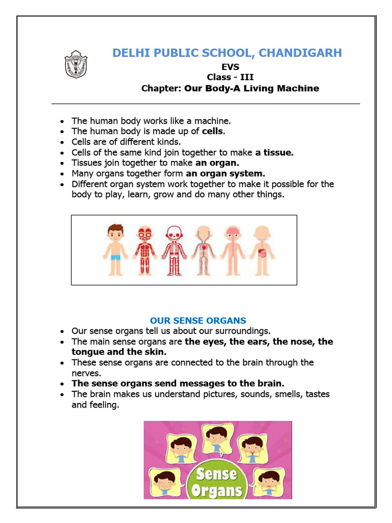 Our Body: A Living Machine for Class 3 | PDF | Human Body | Blood