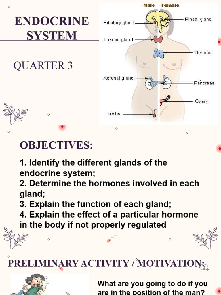 Endocrine System | PDF | Endocrine System | Hormone