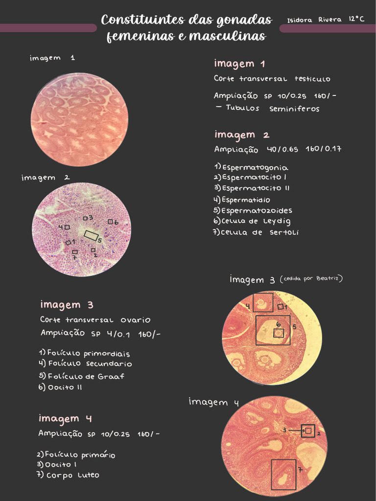 Constituintes Das Gonadas Femeninas e Masculinas | PDF | Reprodução ...
