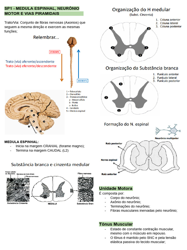 ANATOMIA UC6 - Documentos Google | PDF | Neurônio motor | Medula espinhal
