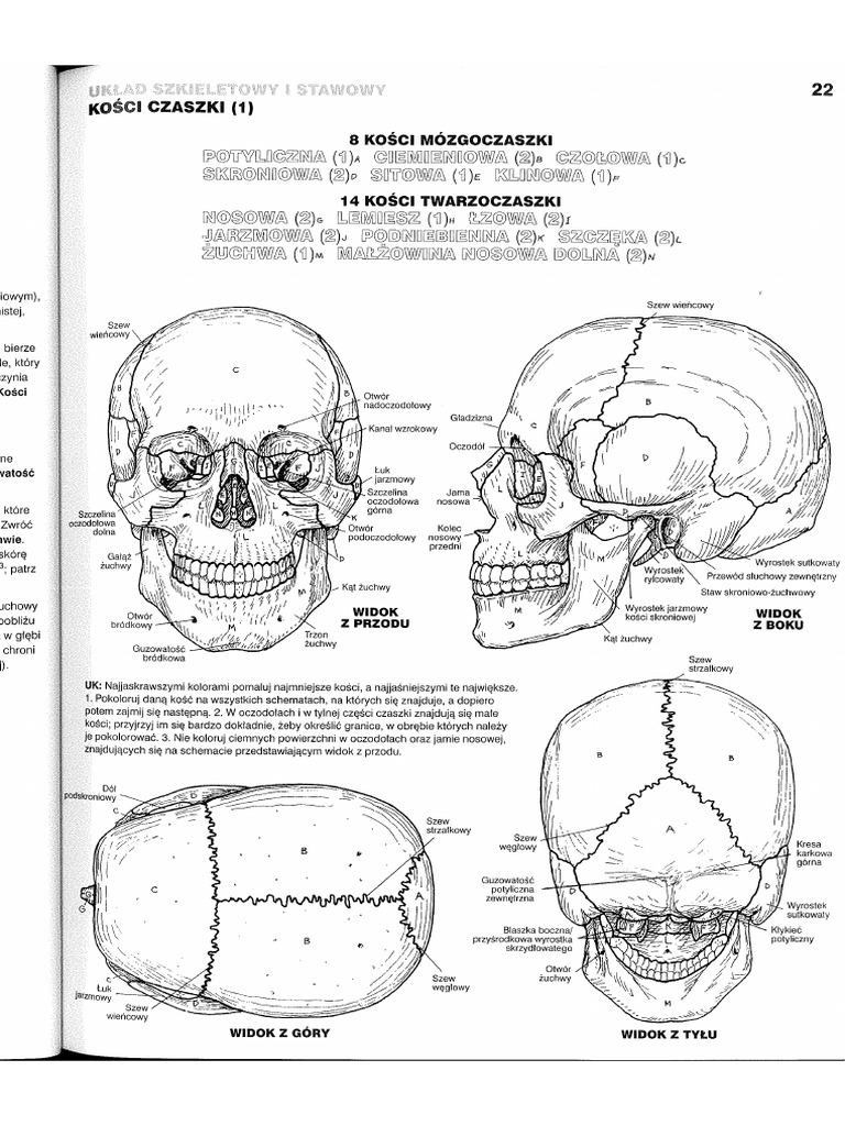 Czaszka-klatka-piersiowa | PDF Czaszka-klatka-piersiowa | PDF
