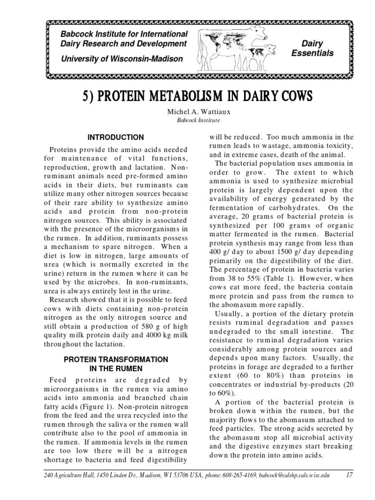 Protein Metabolism in Dairy Cows | PDF | Milk | Urea