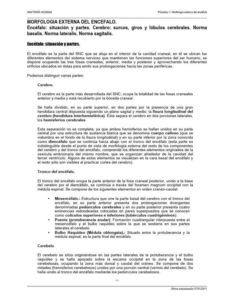 Pract 1 | PDF | Cerebro | Lóbulo temporal Pract 1 | PDF | Cerebro | Lóbulo temporal