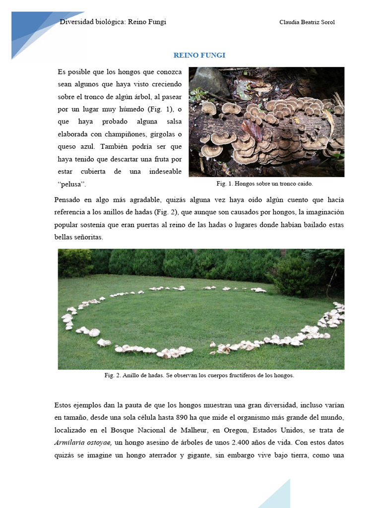 2020- Reino Fungi | PDF | Hongo | Plantas
