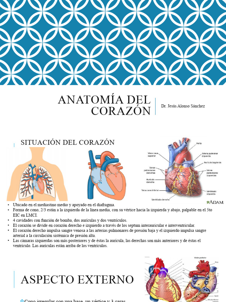 1. Anatomía del corazón | PDF | Corazón | Ventrículo (corazón)