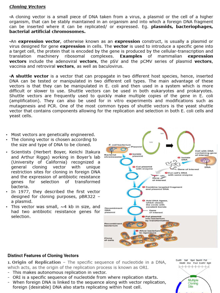 Cloning Vector | PDF | Plasmid | Vector (Molecular Biology)