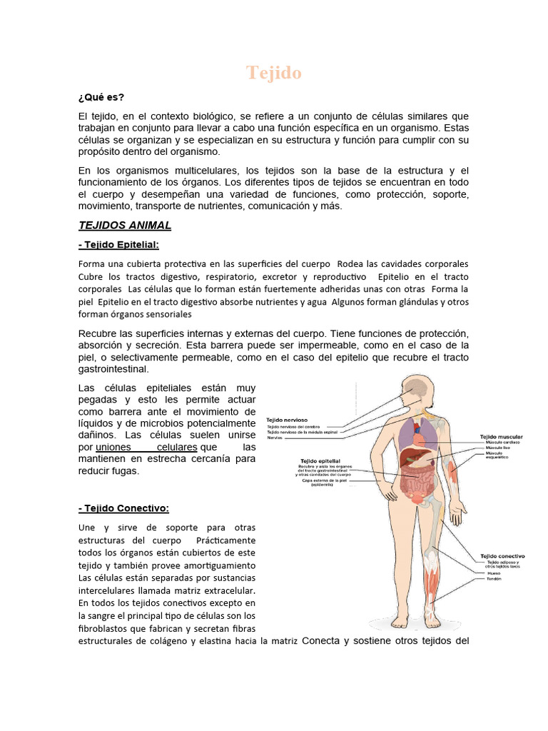 Tejidos Pdf Músculo Esquelético Tejido Conectivo