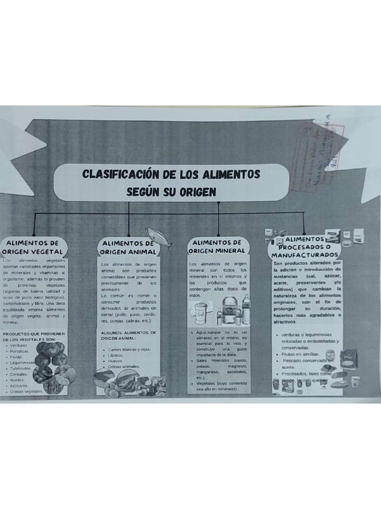 Clasificación de Los Alimentos Segun Su Origen | PDF