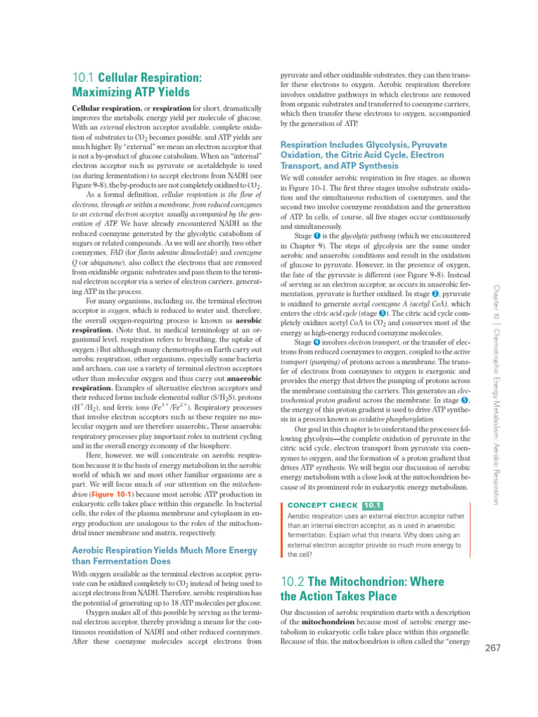 Mitocondria Pdf Cellular Respiration Mitochondrion