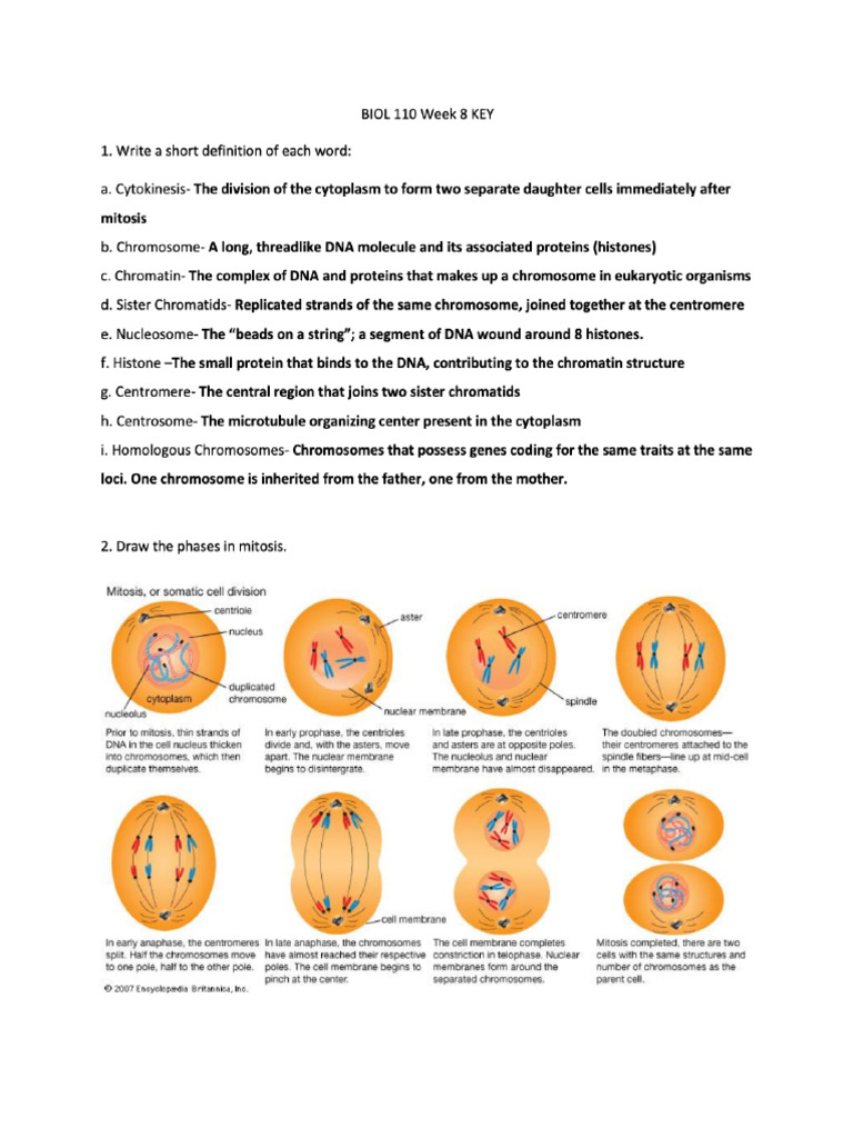 Bio Worksheet Week 8 KEY 1 | PDF