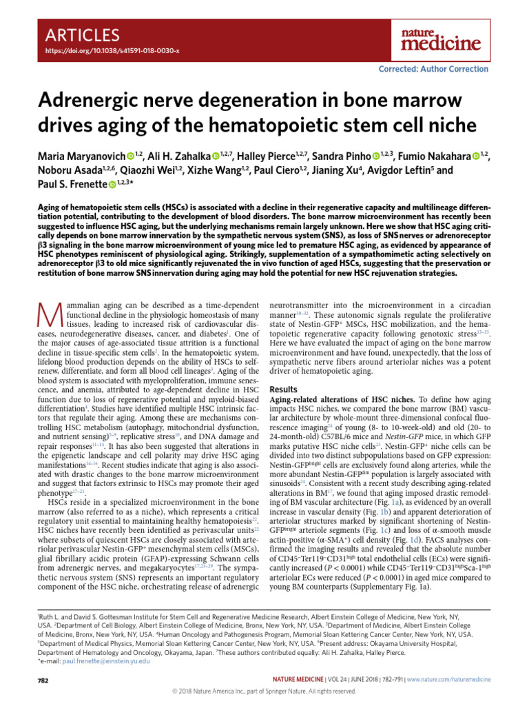 Adrenergic Nerve Degeneration in Bone Marrow Drives Aging of The ...