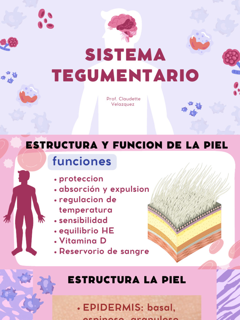 1 Estructura y Funcion de La Piel - 1 | PDF | Piel | Epidermis