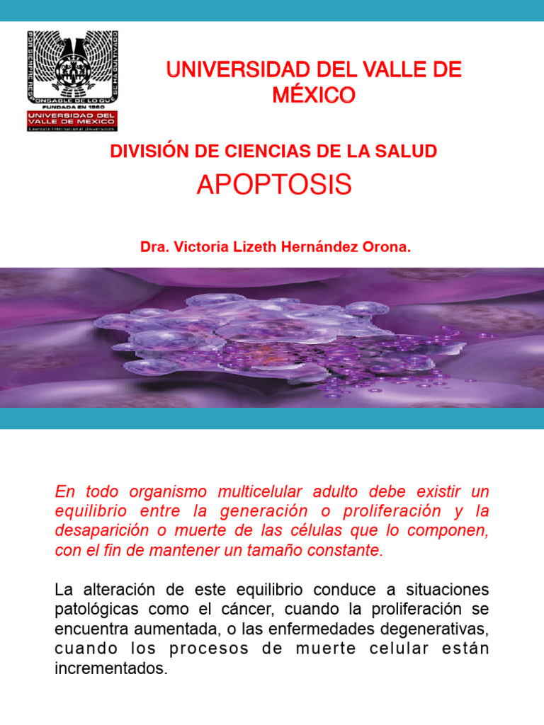 Apoptosis PB | PDF | Apoptosis | Caspasa