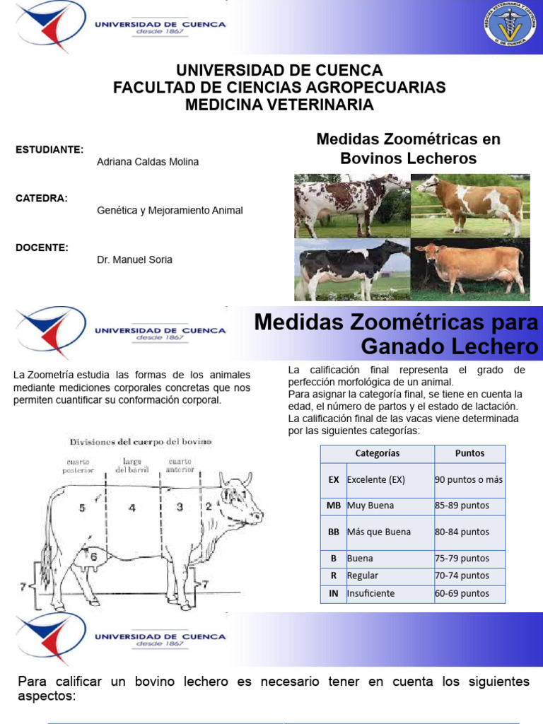 Medidas Zoométricas para Ganado Lechero | PDF | Vacas