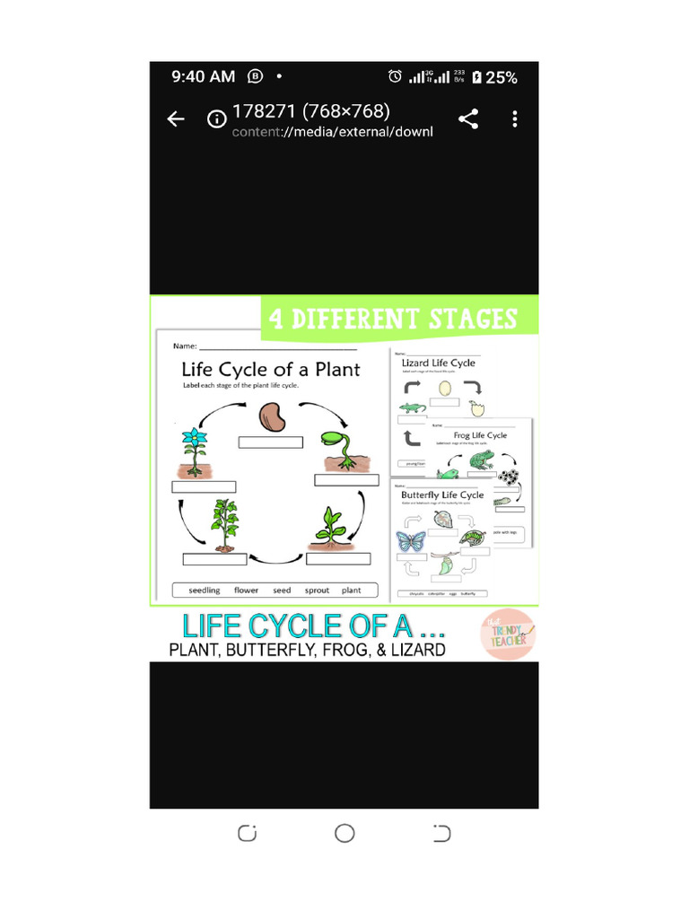Life Cycles Kindergarten | PDF