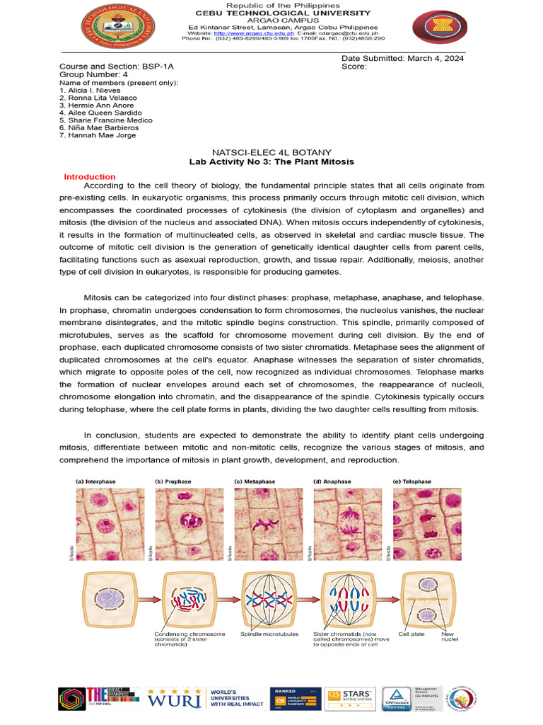 Botany Lab Guide 3 The Plant Mitosis | PDF | Mitosis | Chromosome