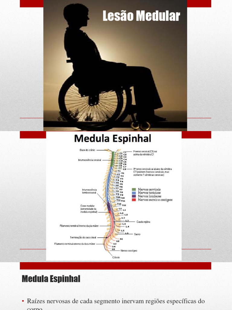 Aula Lesão Medular | PDF | Medula espinhal | Movimentos anatômicos