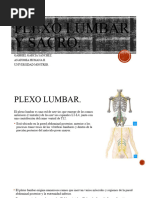 Anatomía del Plexo Lumbar: Funciones y Ramos | PDF | Neuroanatomía ...