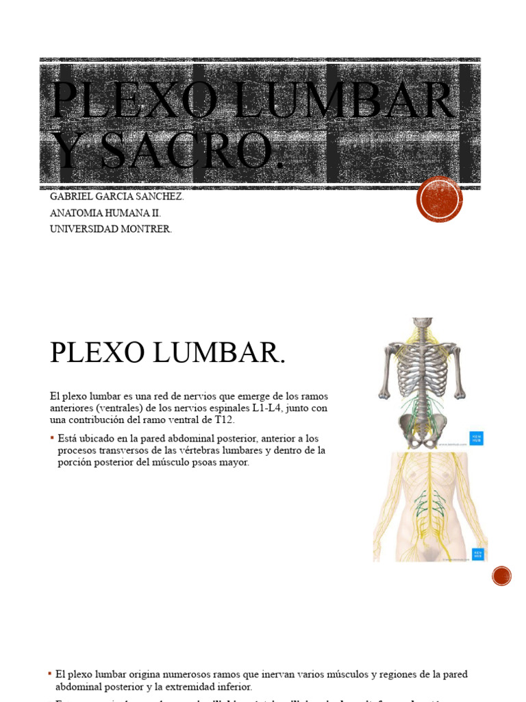 Plexo Lumbar Sacro | PDF | Sistema musculoesquelético | Anatomía humana