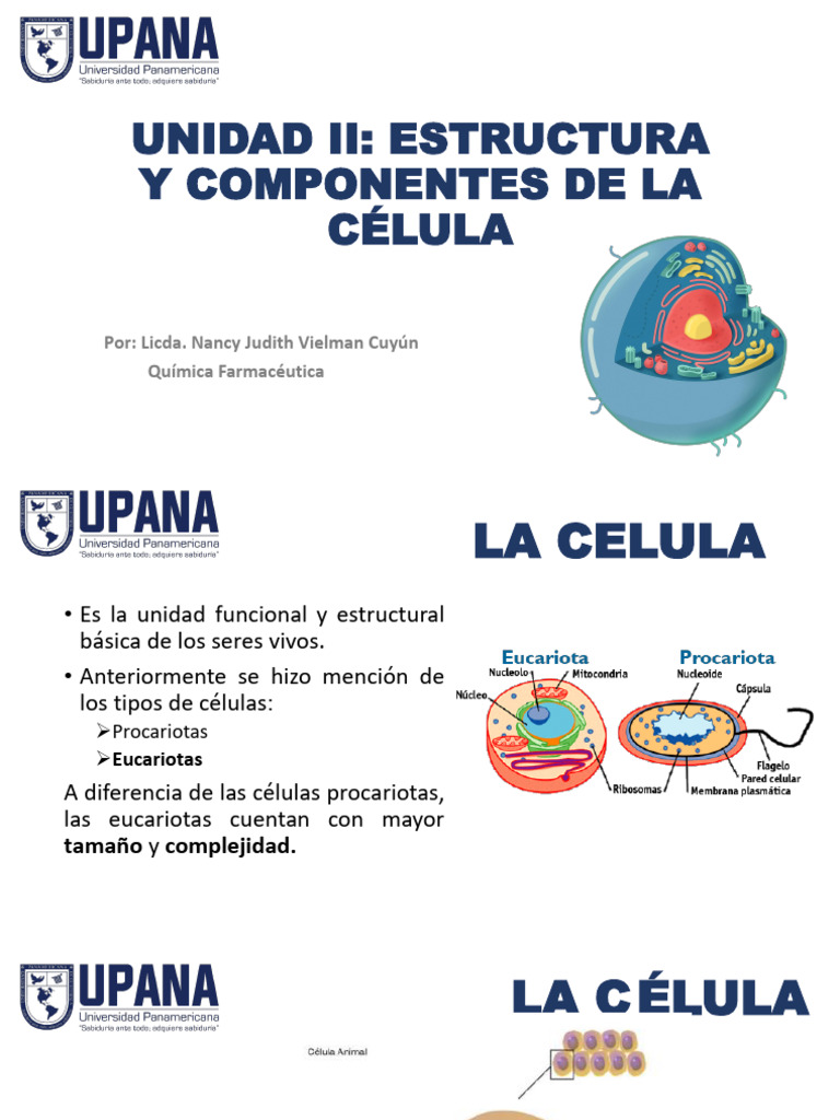 Estructuras y Componentes de La Célula.1. | PDF | Aminoácidos ...