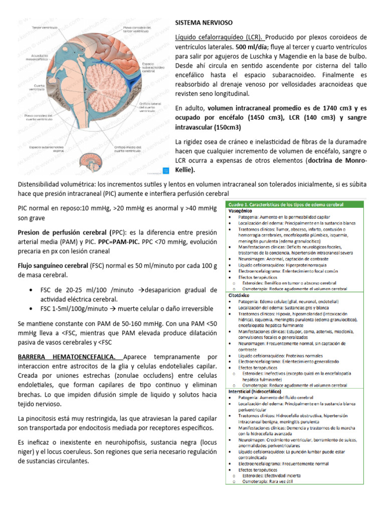 SISTEMA NERVIOSO | PDF | Fluido cerebroespinal | Medicina CLINICA