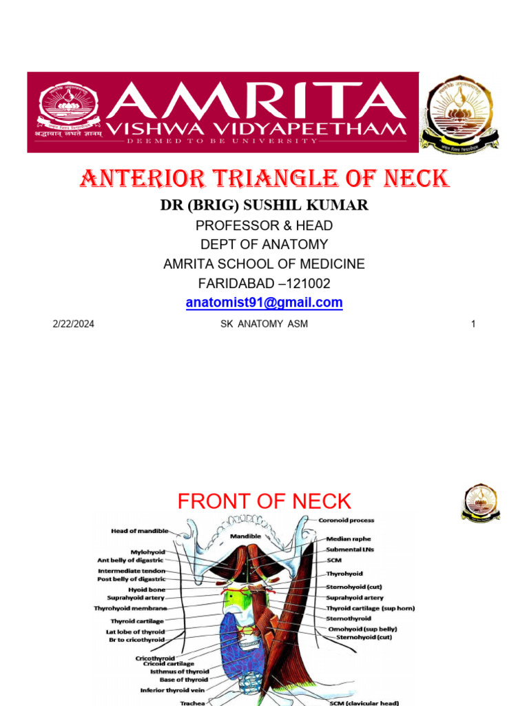 ANT TRIANGLE. | PDF | Common Carotid Artery | Neck