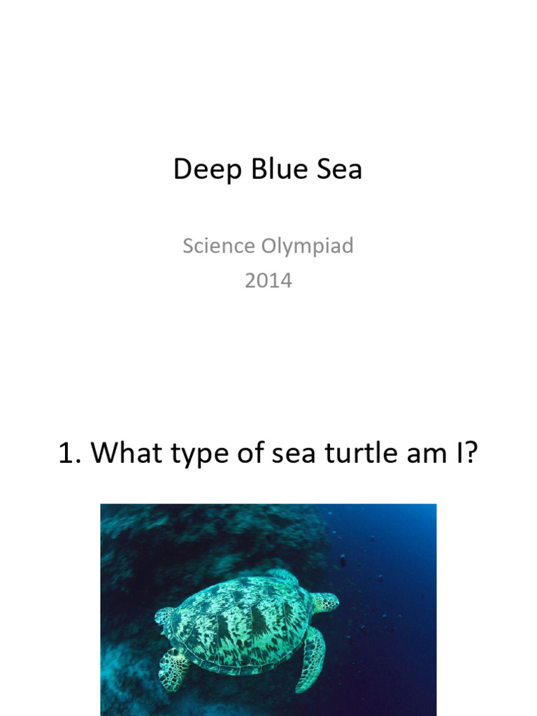 Deep Blue Sea Test | PDF | Sea Turtle | Turtle