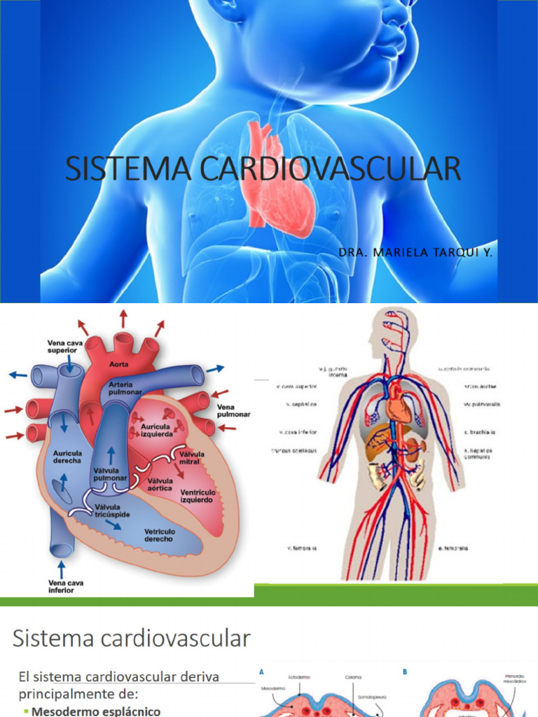 011 CARDIOVASCULAR | PDF